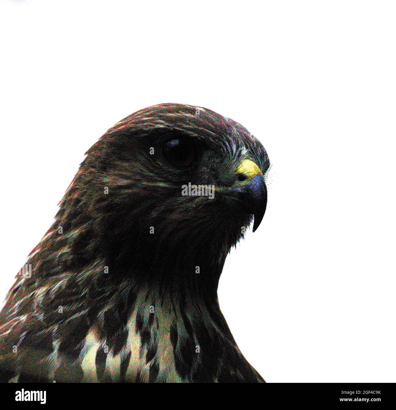 Piercing eye hi-res stock photography and images - Alamy