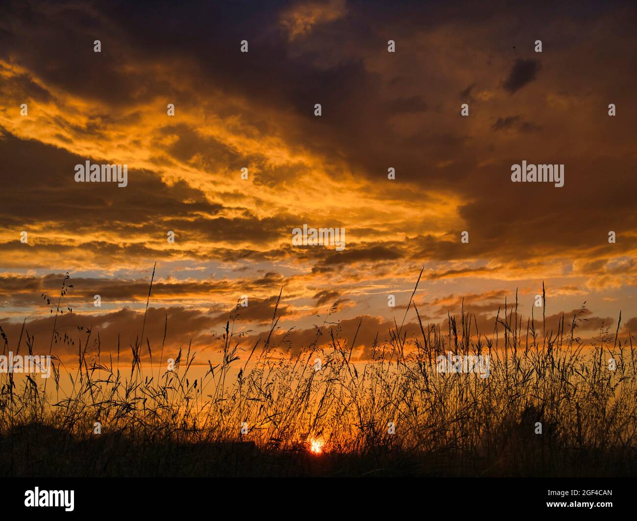 Grass lot hi-res stock photography and images - Alamy