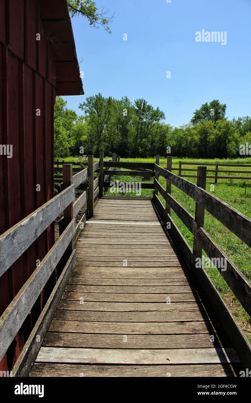 Wooden boardwalk on a farm on a bright sunny summer day Stock Photo - Alamy