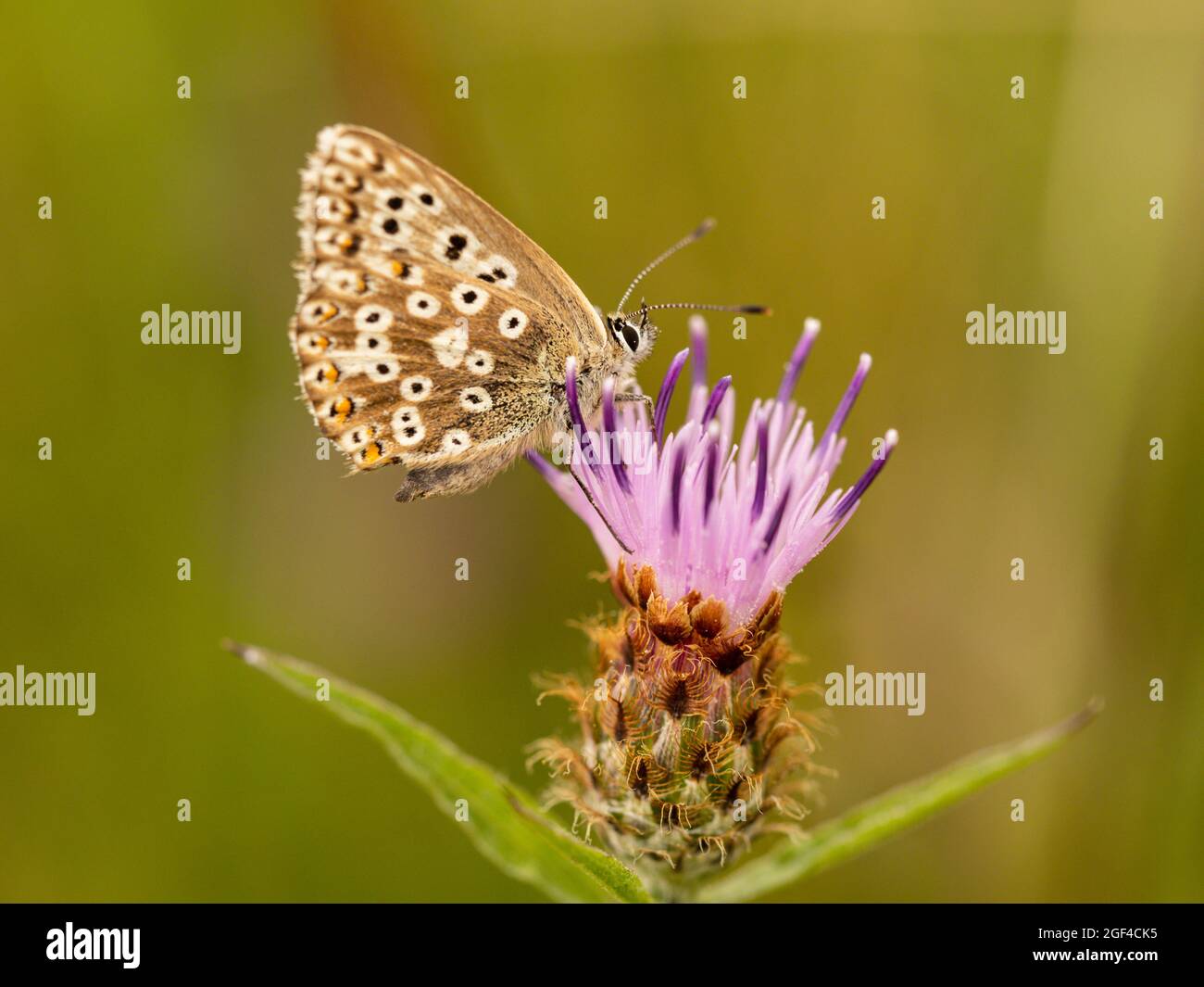 Chalkhill Blue Butterfly Resting Wings Closed Stock Photo - Alamy