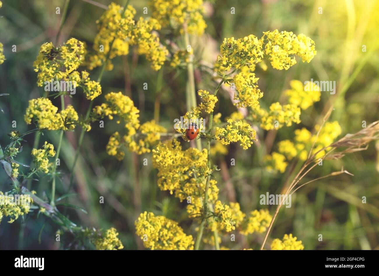 Ladybug on meadow flowers. Beautiful spring flowers, yellow and green ...