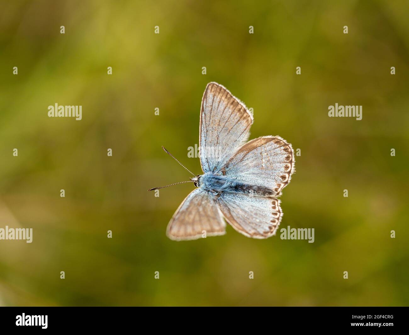 Chalkhill Blue Butterfly Resting Wings Closed Stock Photo - Alamy