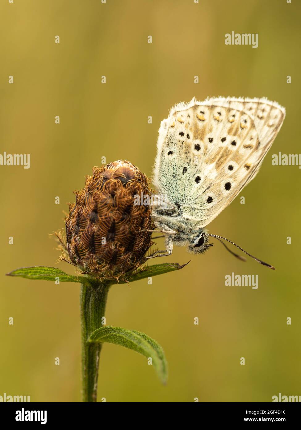 Chalkhill Blue Butterfly Resting Wings Closed Stock Photo - Alamy