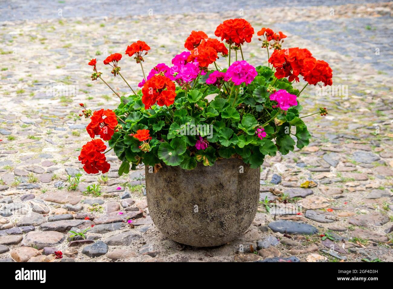 Thorn holland hi-res stock photography and images - Alamy