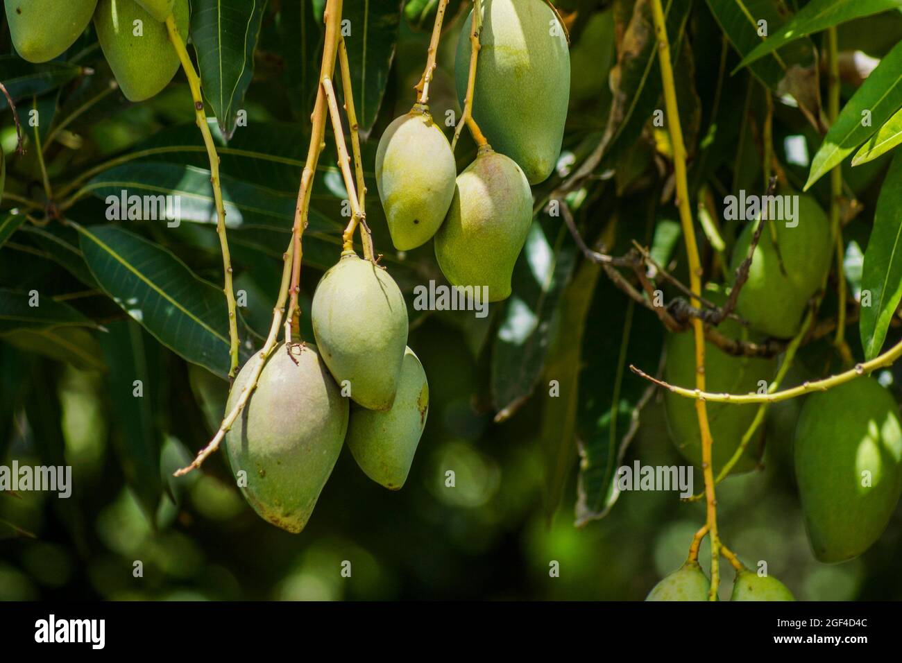 Large mango tree hi-res stock photography and images - Alamy