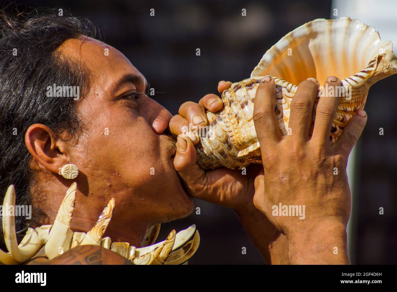 Austral islands shell hi-res stock photography and images - Alamy