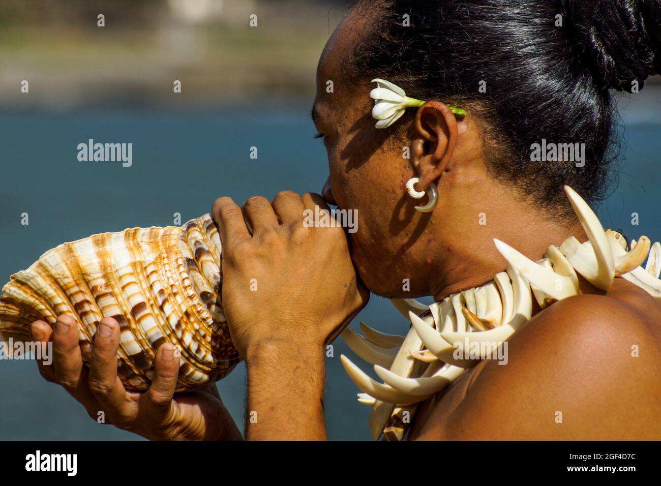 Austral islands shell hi-res stock photography and images - Alamy