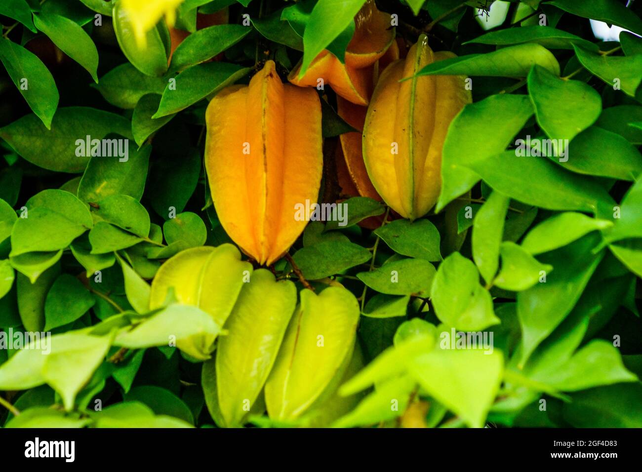 Five star fruit hi-res stock photography and images - Alamy