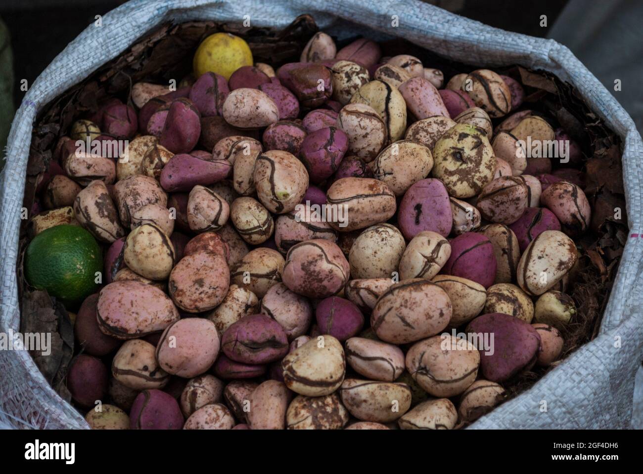Kola nut africa hi-res stock photography and images - Alamy