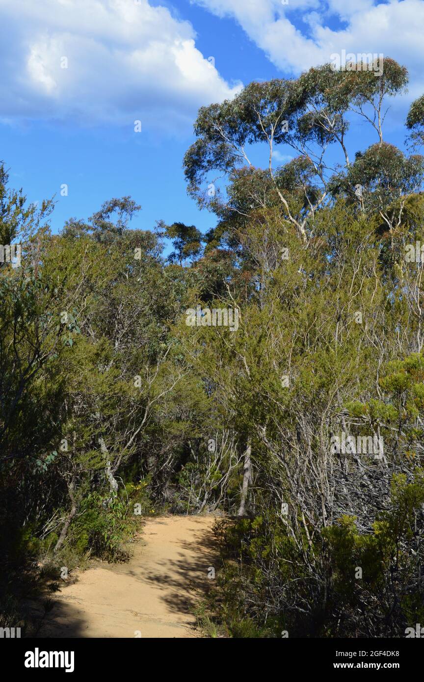 A walking trail in Australia Stock Photo - Alamy