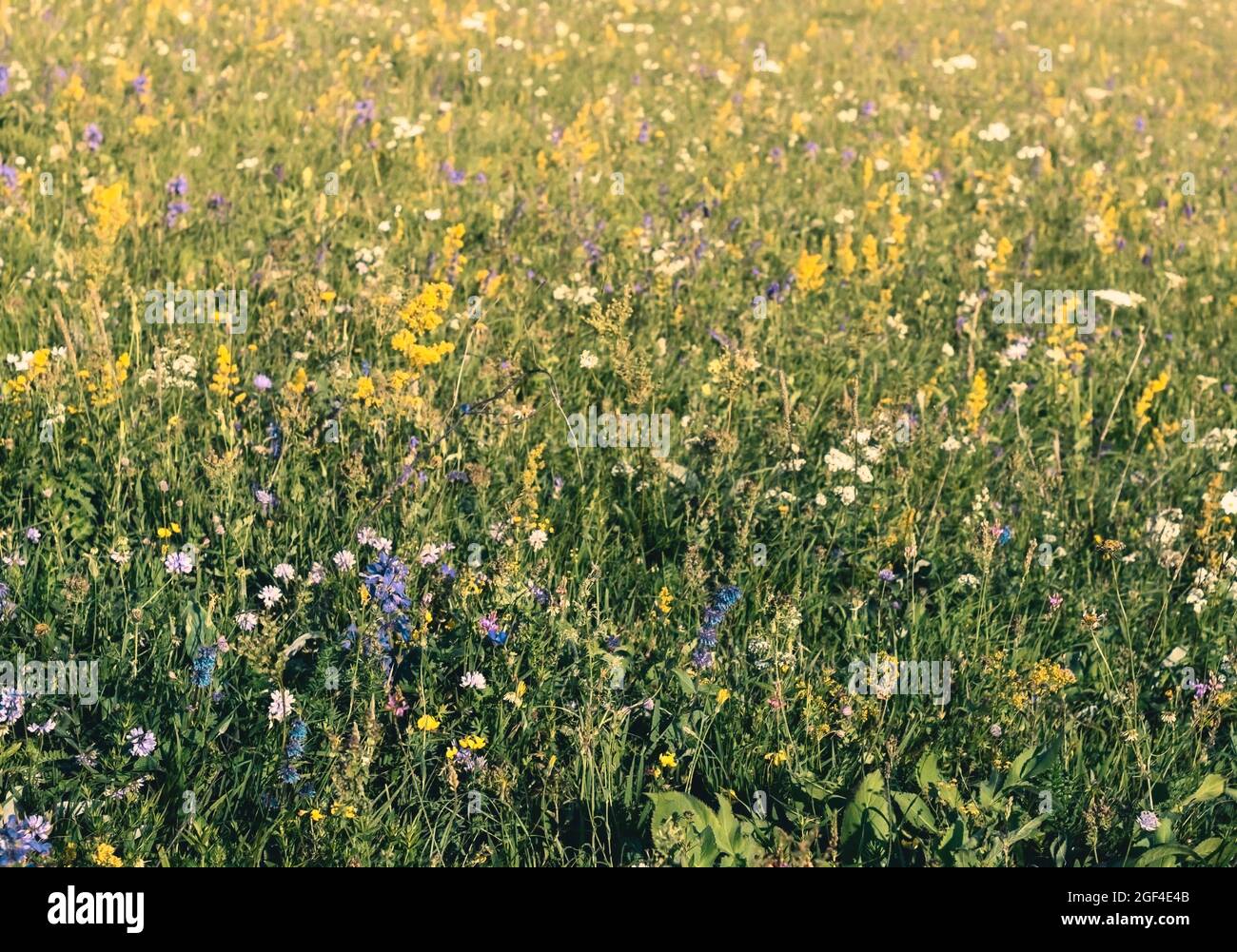 Abstract flower field hi-res stock photography and images - Alamy