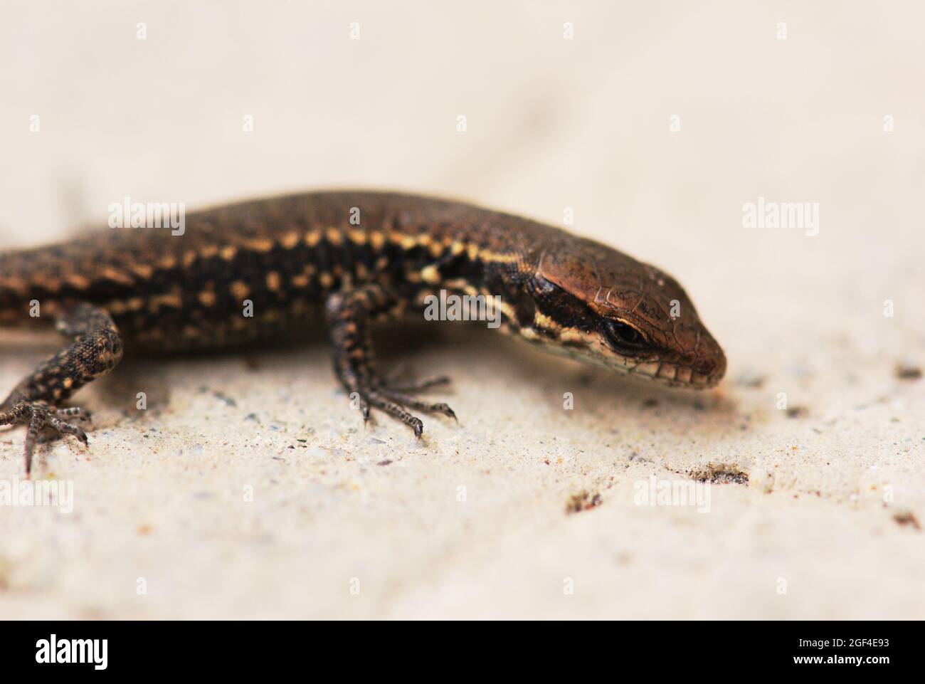 Species of lizard with tiny legs hi-res stock photography and images ...