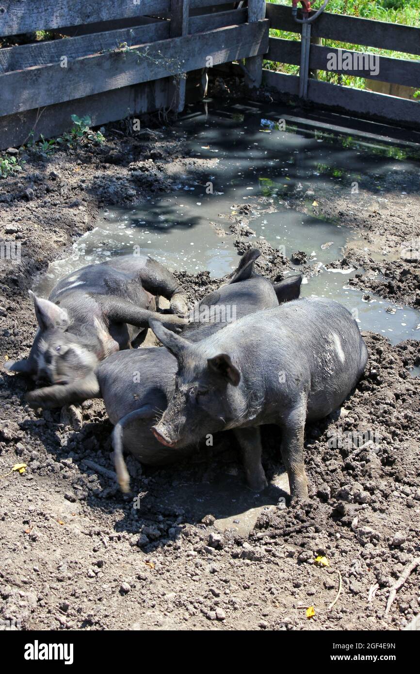 A muddy pig and hog hanging around the dirty pig pen on a bright sunny ...