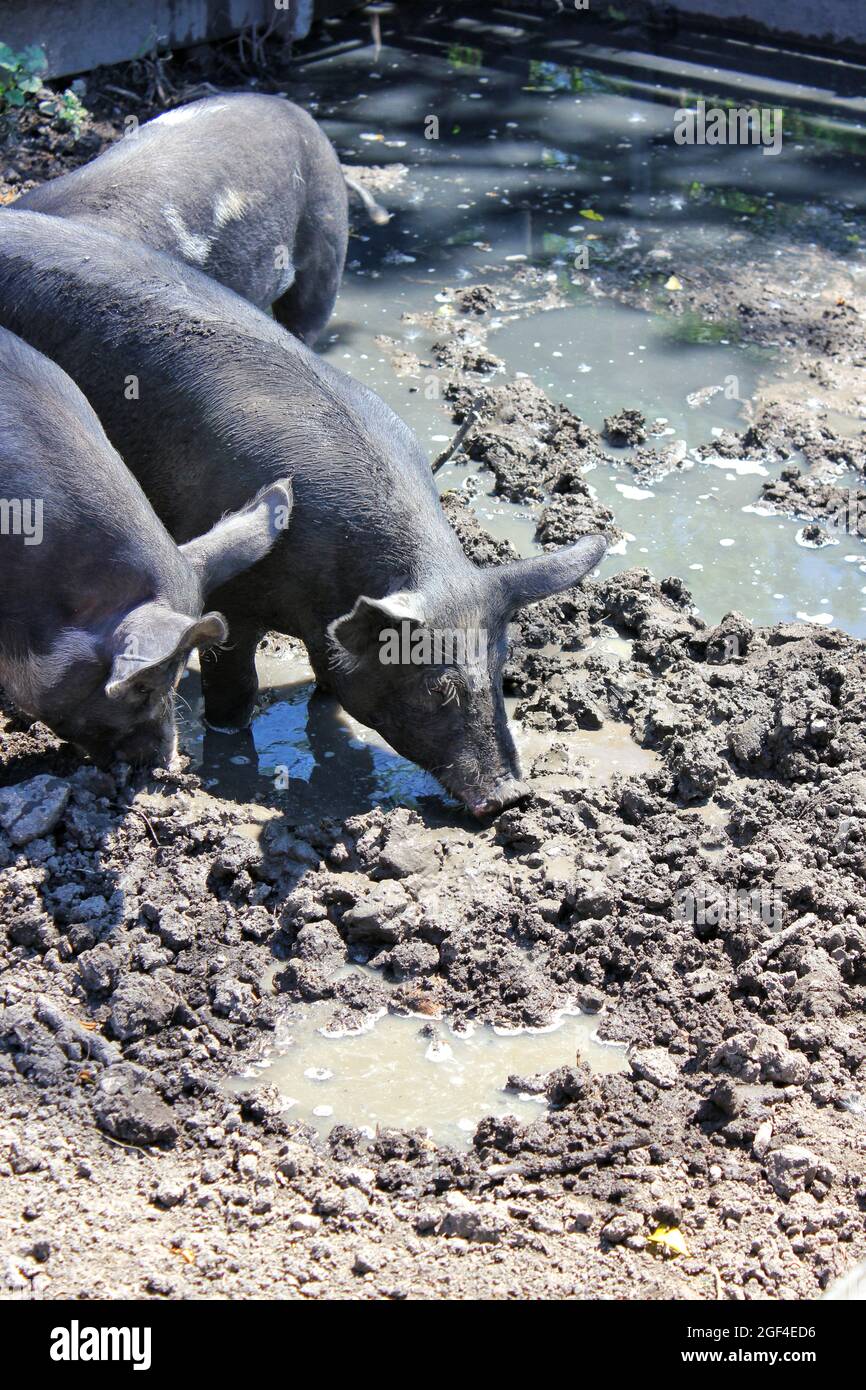 A muddy pig and hog hanging around the dirty pig pen on a bright sunny ...