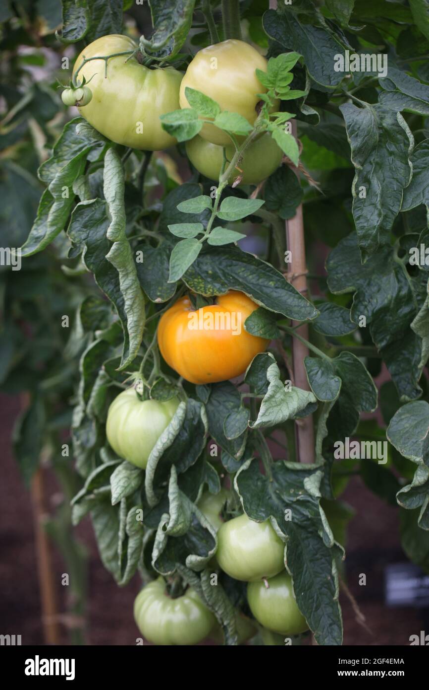 Big Daddy tomatoes growing on the vine / Solanum lycopersicum Stock ...