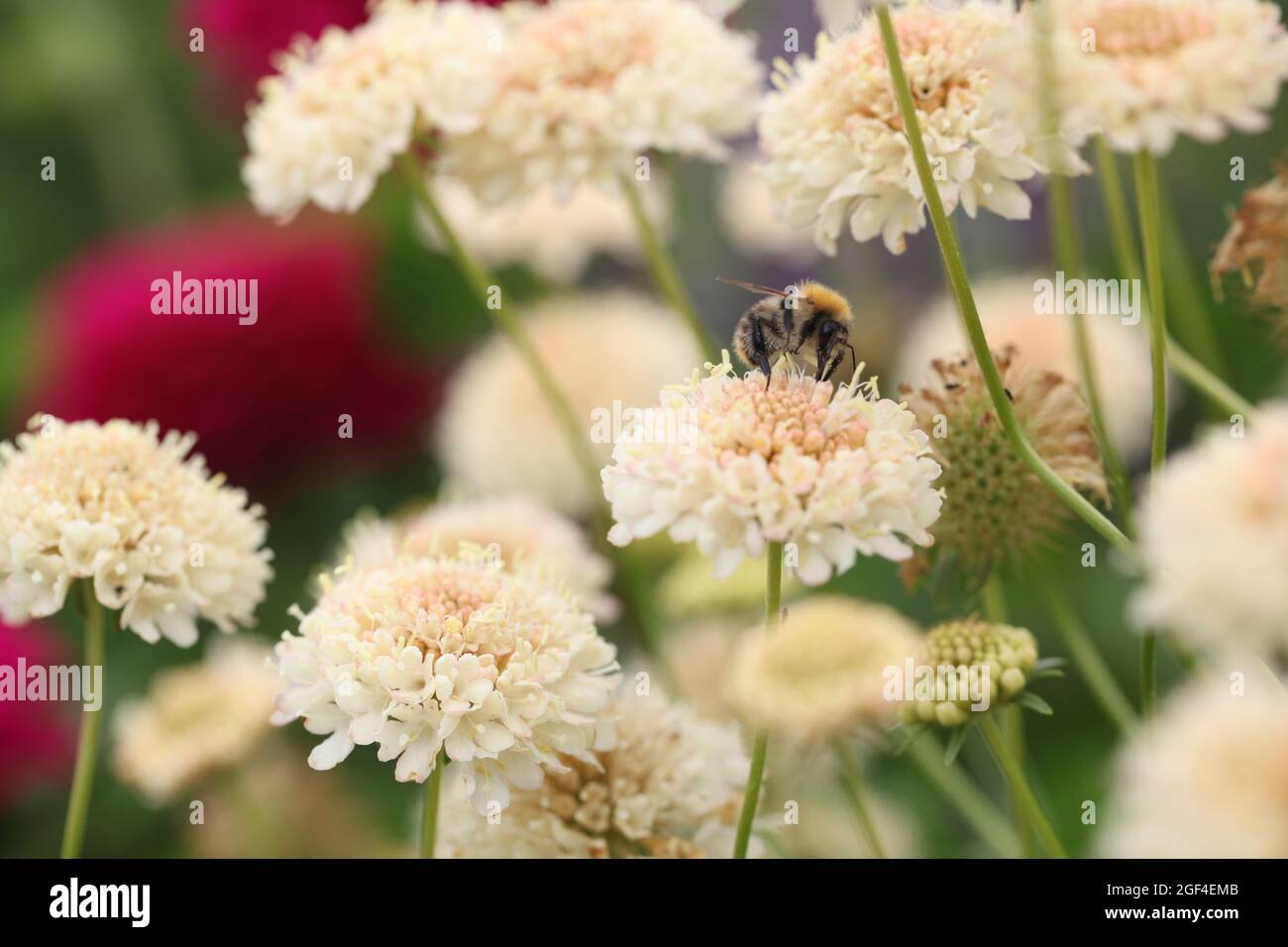 Creamy-yellow apricot flowers of 'Fata Morgana' / Scabiosa atropurpurea ...