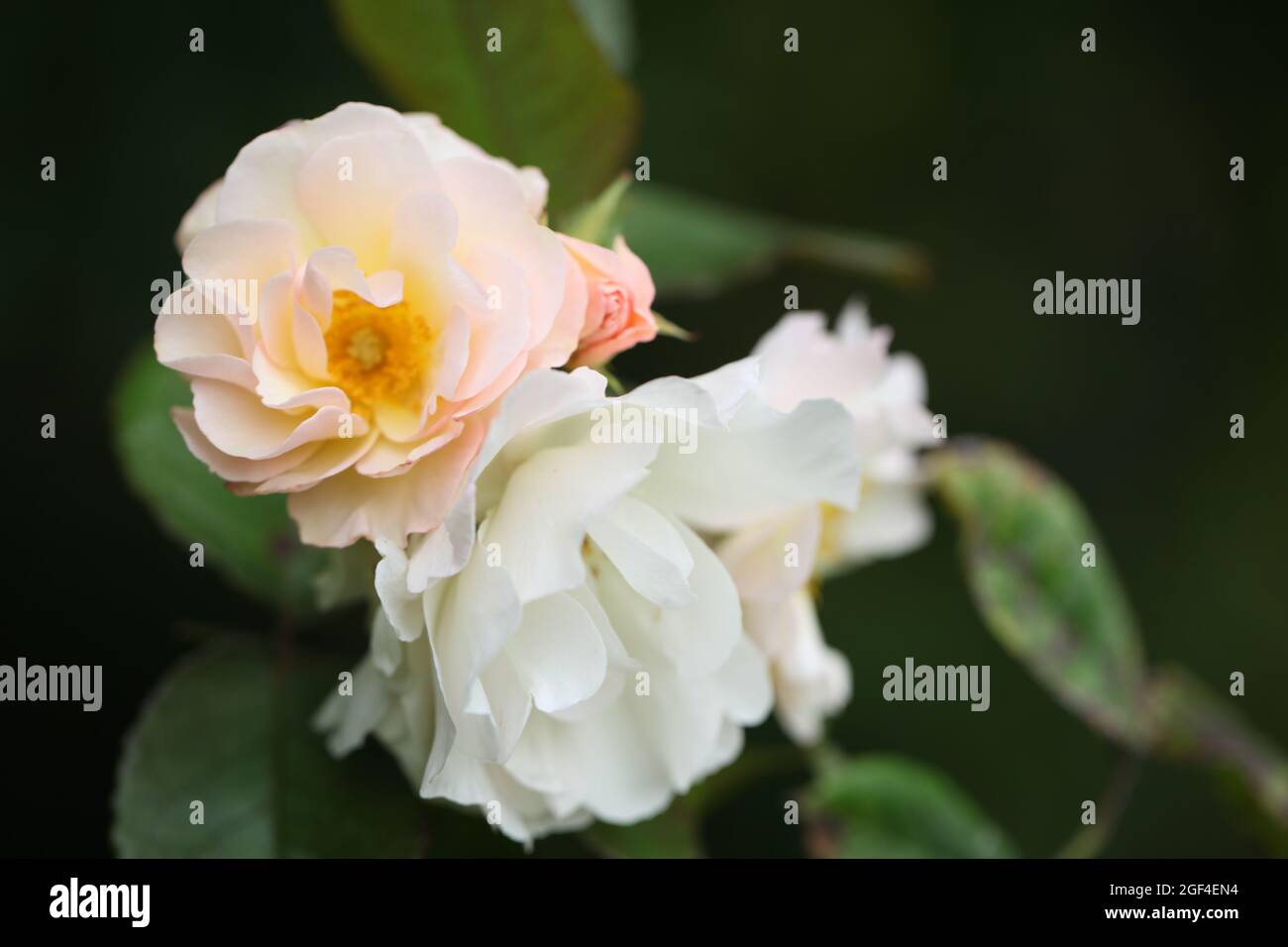 Rev rose hi-res stock photography and images - Alamy