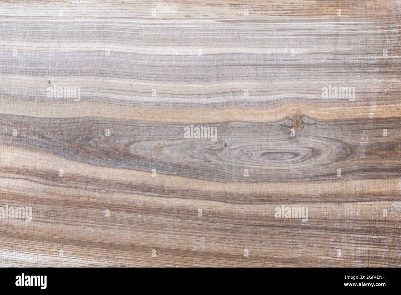 Fresh solid oak board freshly sawn. front view of a freshly sawn oak ...