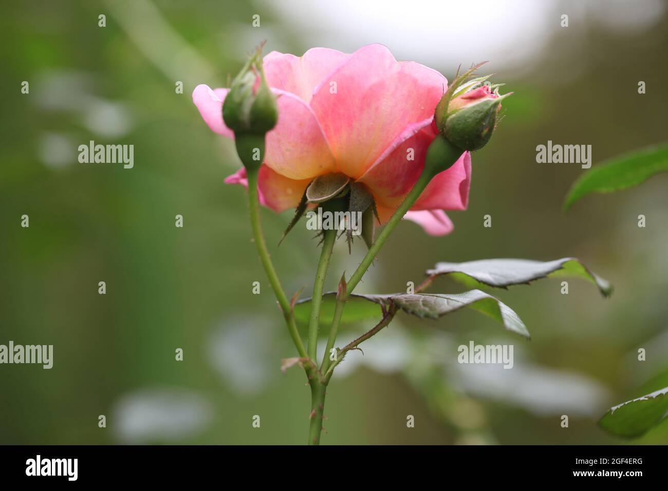 Climbing rose rosa compassion hi-res stock photography and images - Alamy
