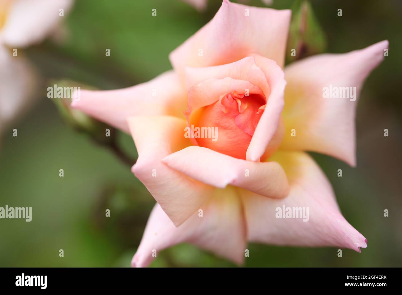 Close-up of the salmon-pink Harkness rose / Rosa ' Compassion' Stock ...