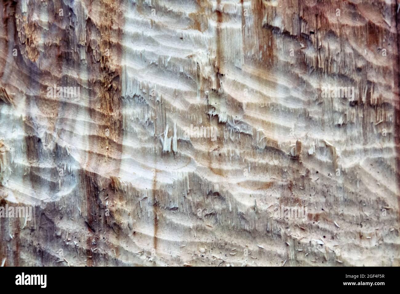 Traces of beaver teeth - bark stripping on the trunk of an aspen tree ...
