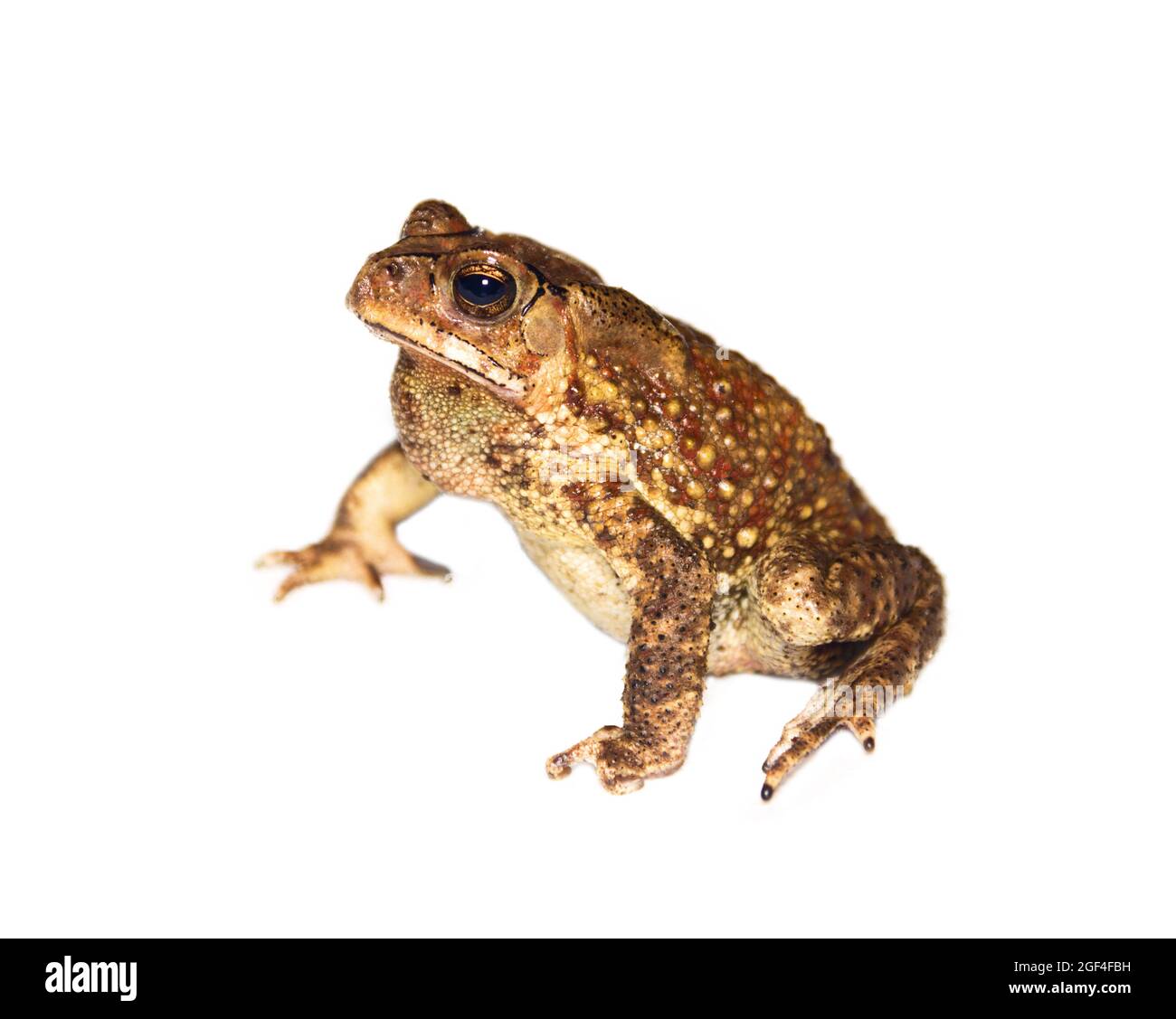 South Asian garden toad (Bufo melanostictus) from Vietnam. The ...
