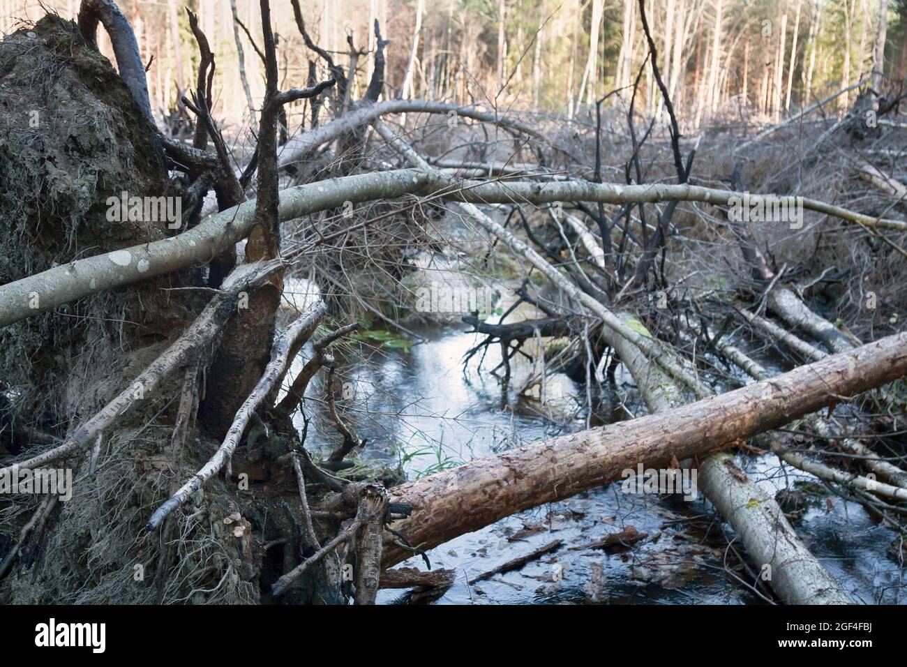 Tree roots tree burned hi-res stock photography and images - Alamy