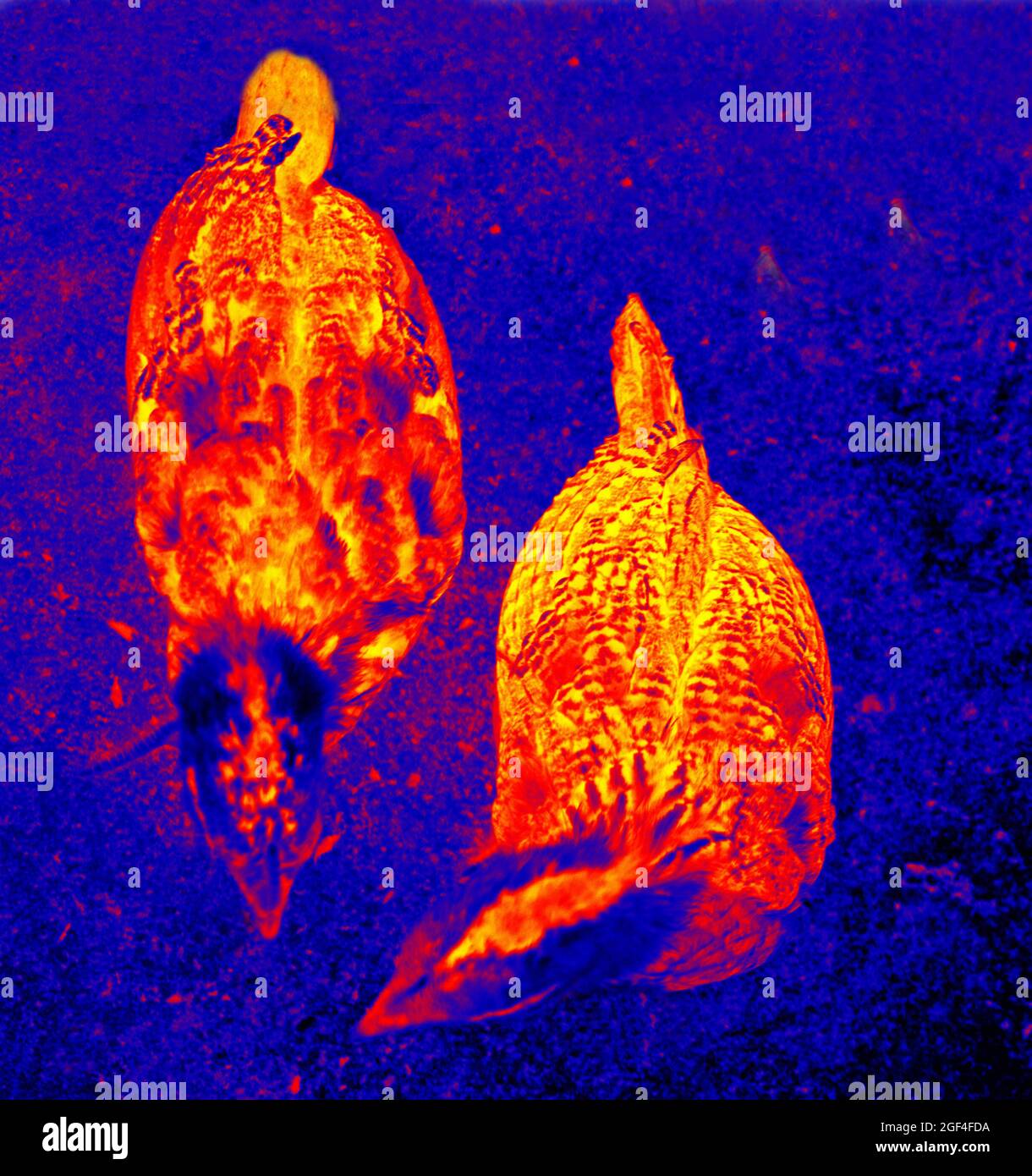 The chickens are pecking. Top view. Scanning the animal's body ...