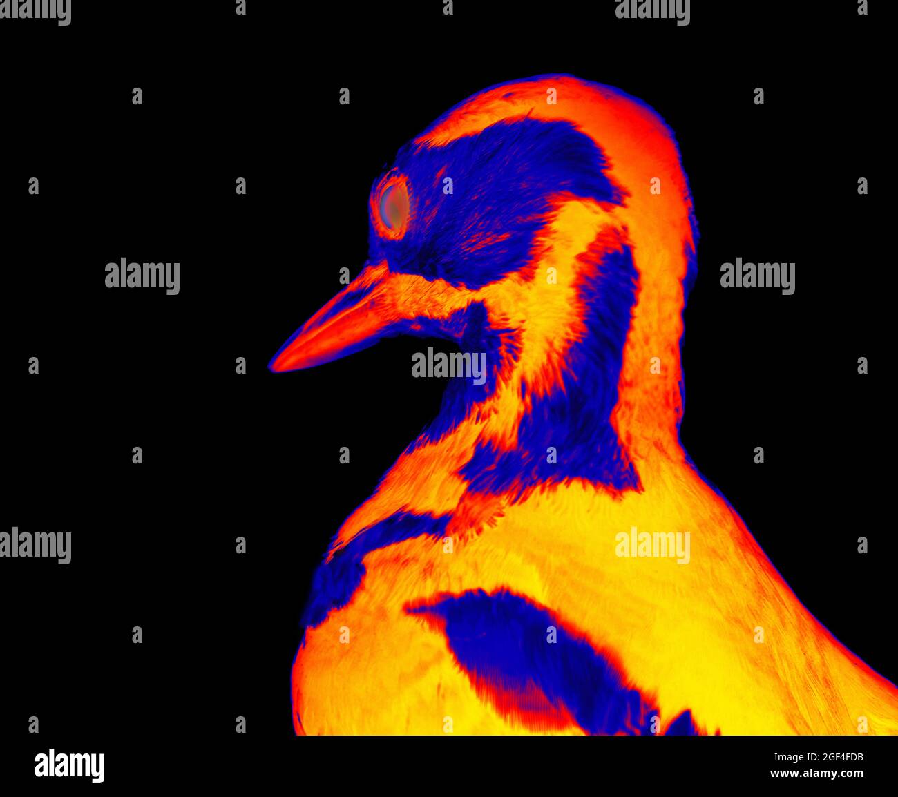 Woodpecker. Scanning the animal's body temperature with a thermal ...