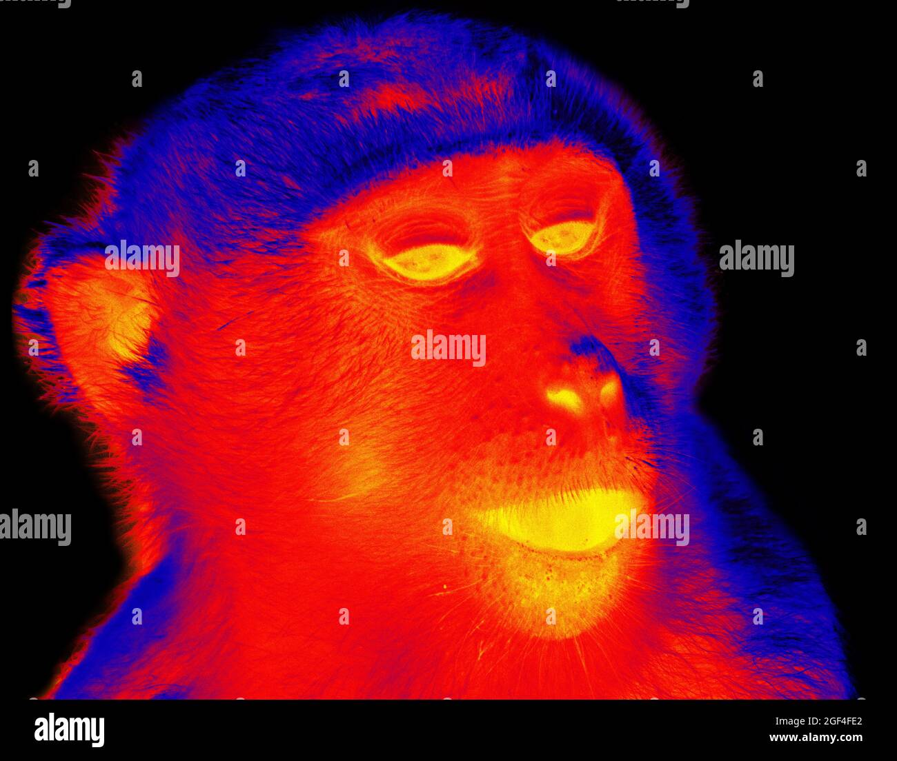 monkey in scientific high-tech thermal imager on black background ...