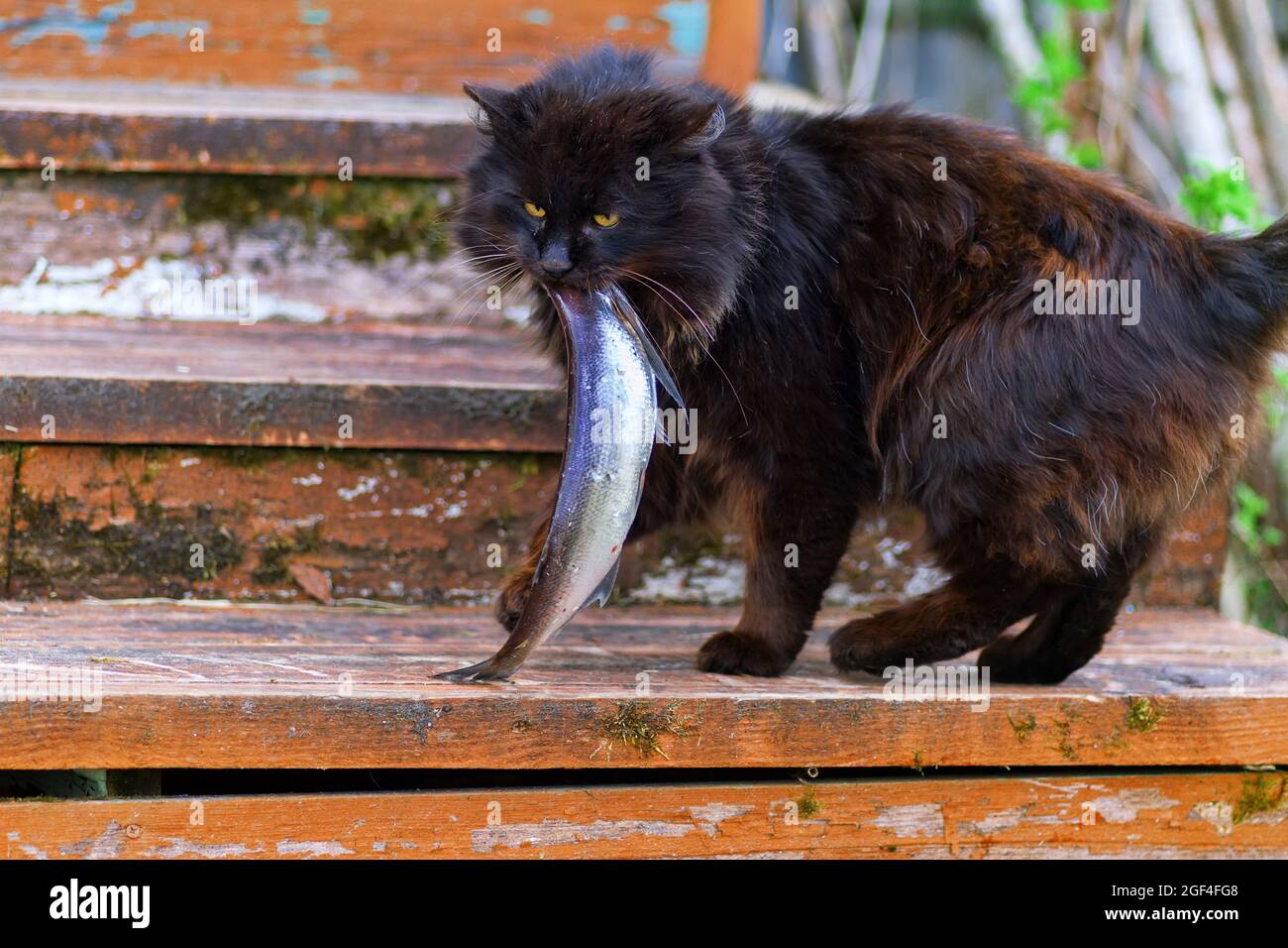 Thieving cat fish-eater. A village wild-eyed black cat has stolen a ...