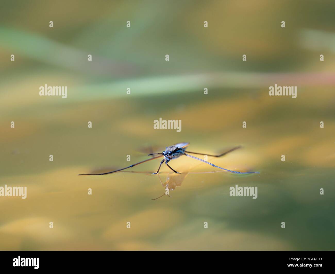 Pond Skater on Water Surface Stock Photo - Alamy