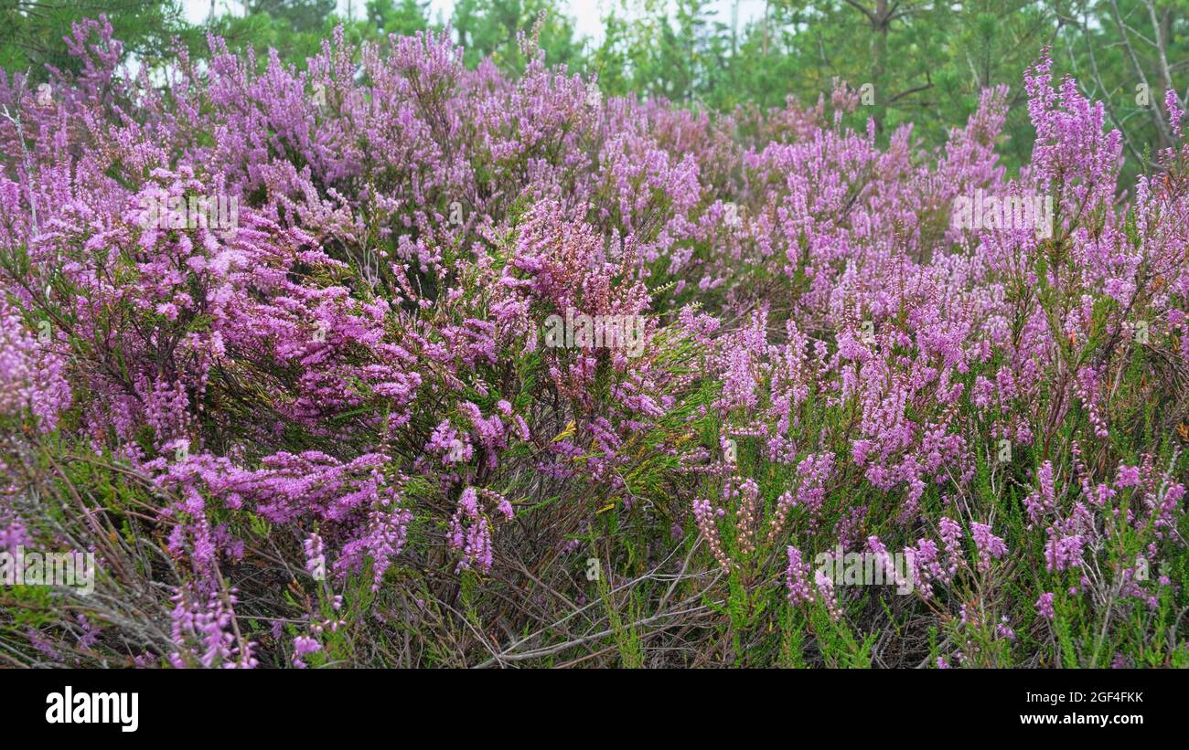 Dry idle land and mass flowering of pink Heather. Common Heather, Erica ...