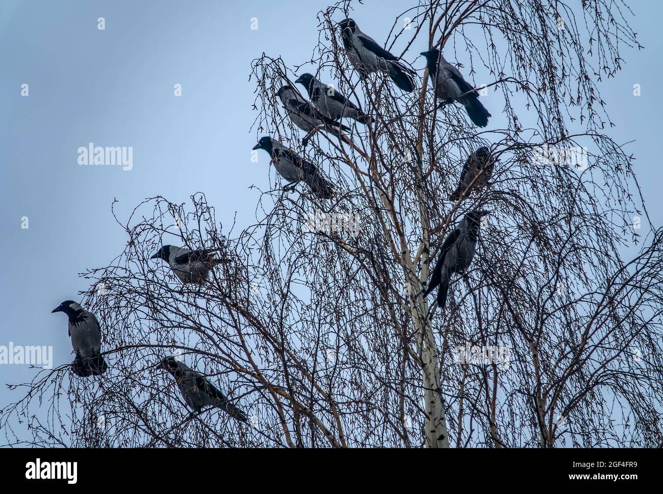 Clamorous hoodie hi-res stock photography and images - Alamy