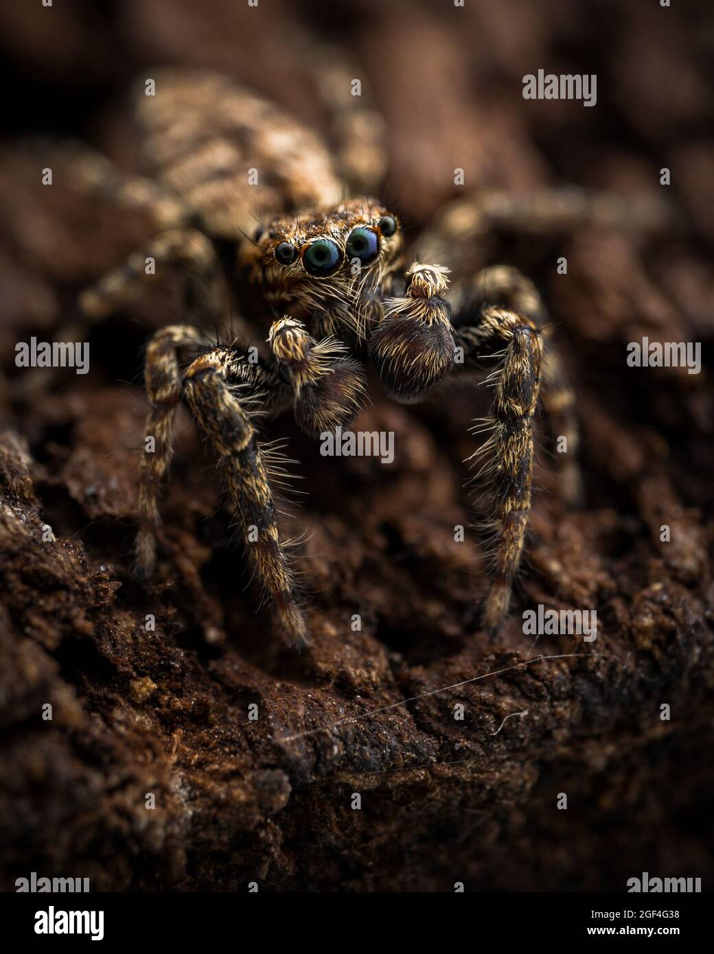 Jumping spider salticidae hi-res stock photography and images - Alamy