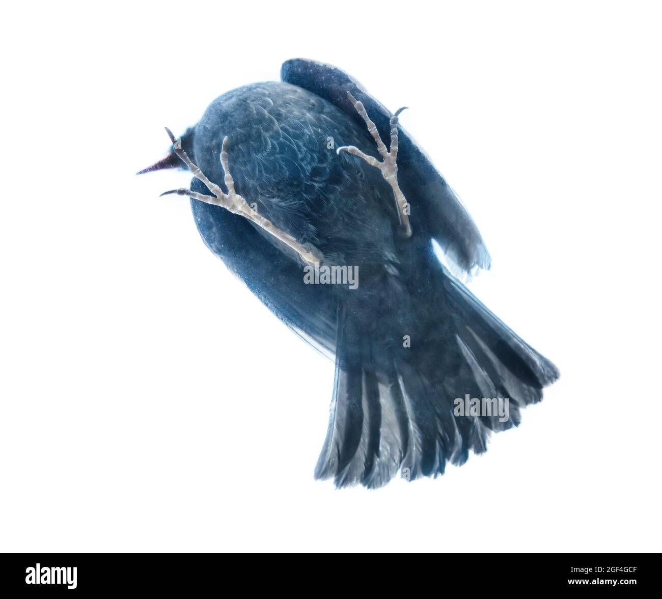 Unusual angle when photographing things and animals. View of the bird ...