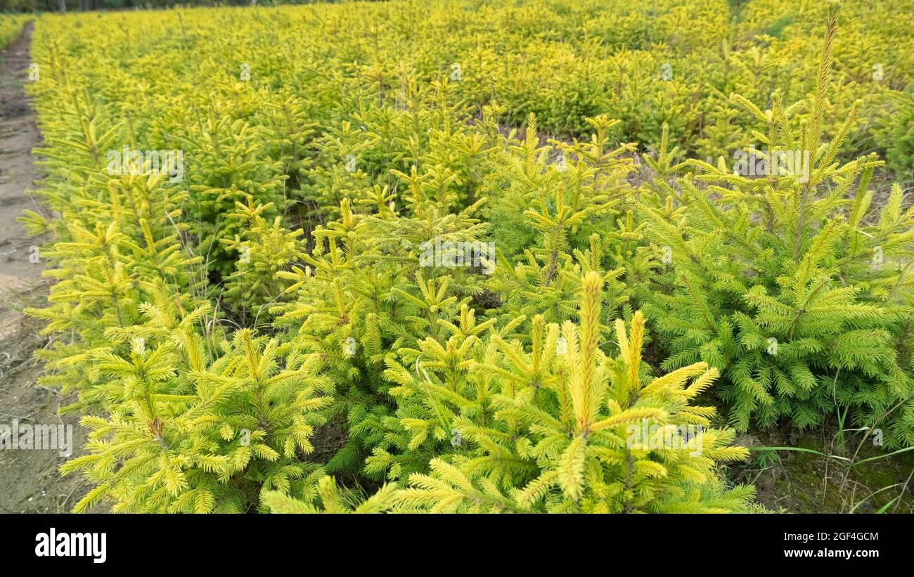 Forest nursery for growing spruce seedlings. Eastern Europe forestry ...