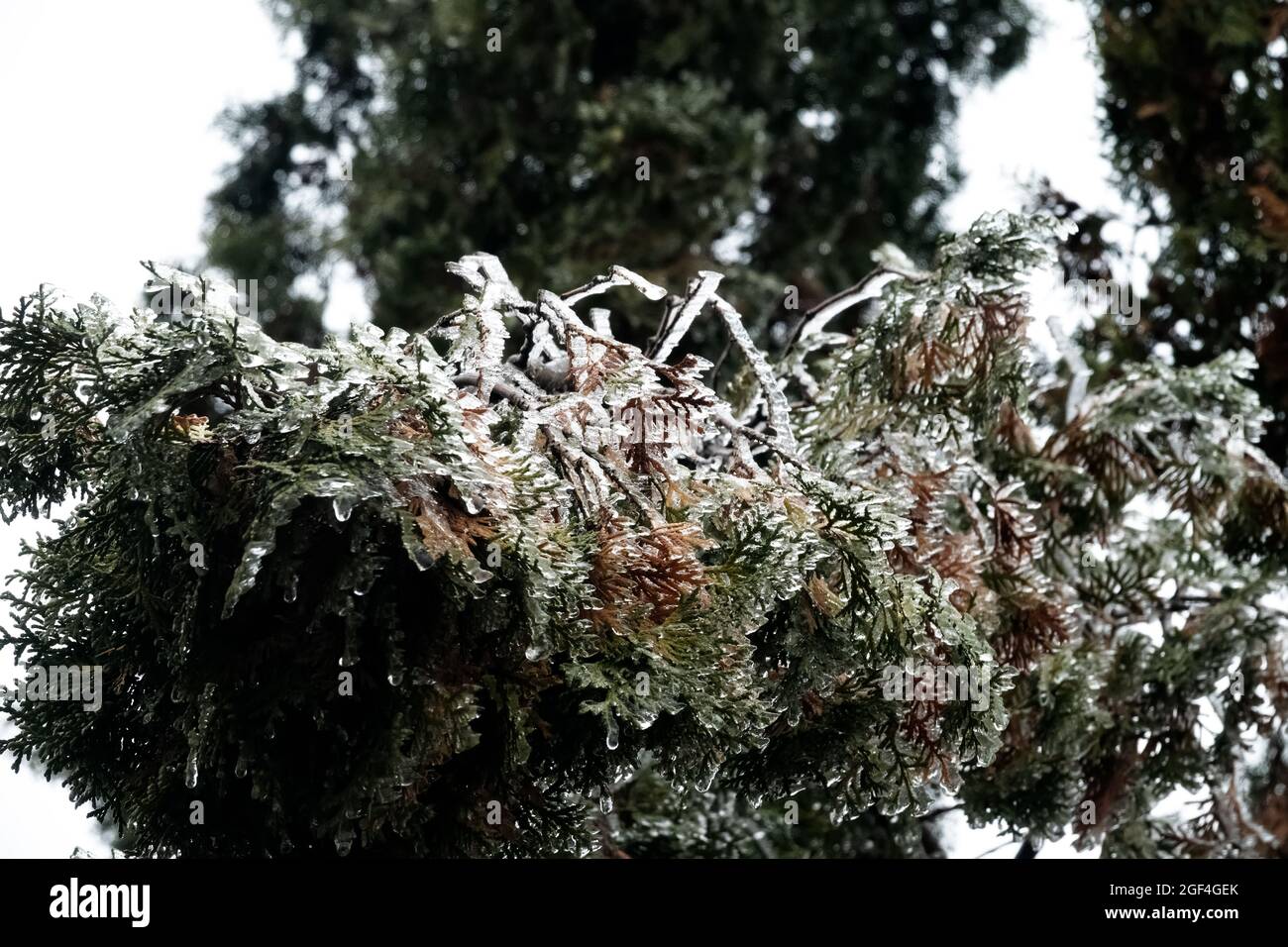 After the freezing rain (glazed rain Stock Photo - Alamy