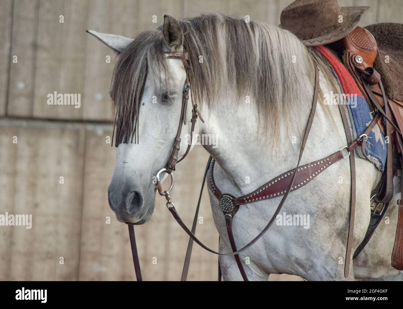 Westernpferd hi-res stock photography and images - Alamy