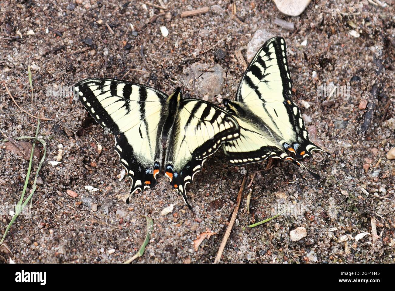 Two Canadian Tiger Swallowtail butterflies rest on the ground Stock ...