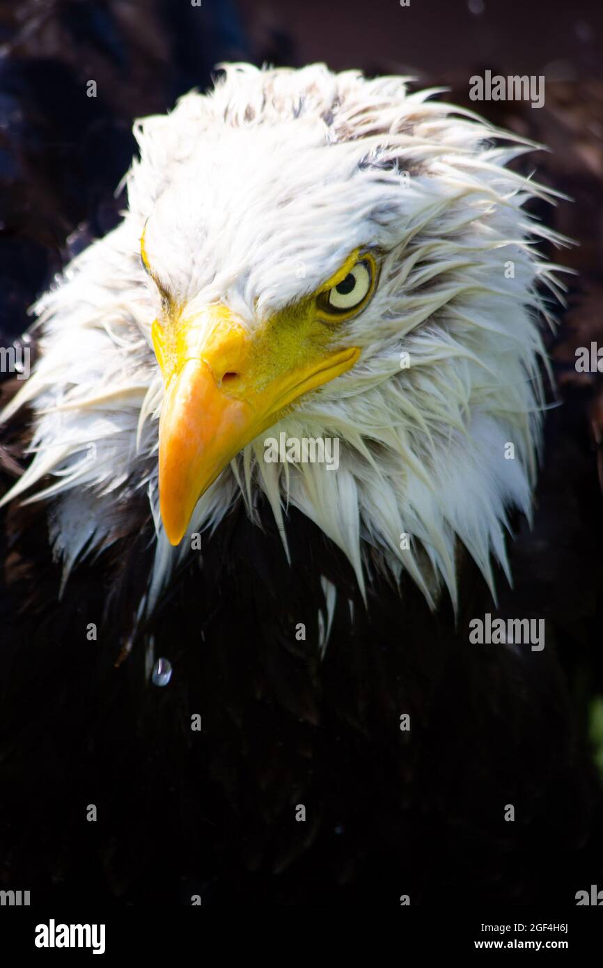 An American bald headed eagle perched in the rain with an evil stare ...