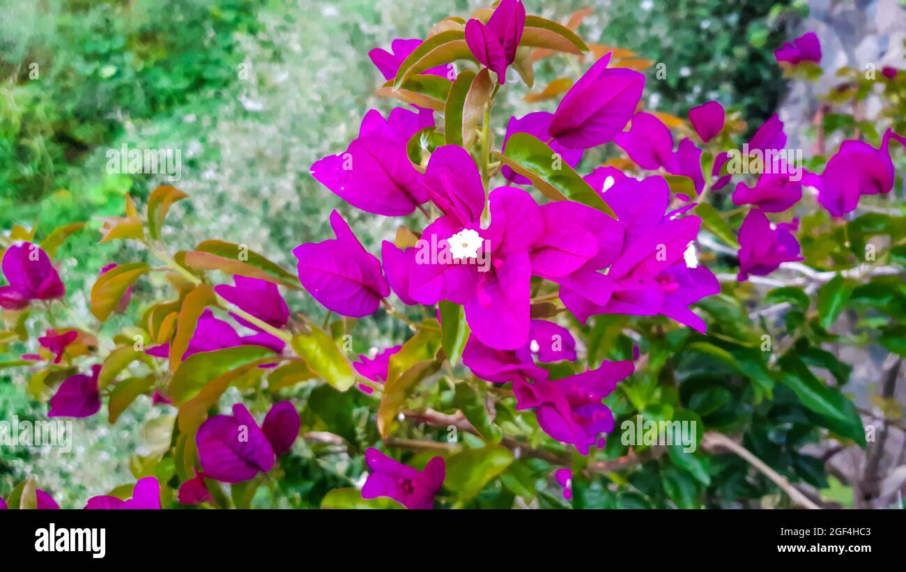 Closeup of Bougainvillea. Beautiful vibrant flowers. Madeira, Portugal ...