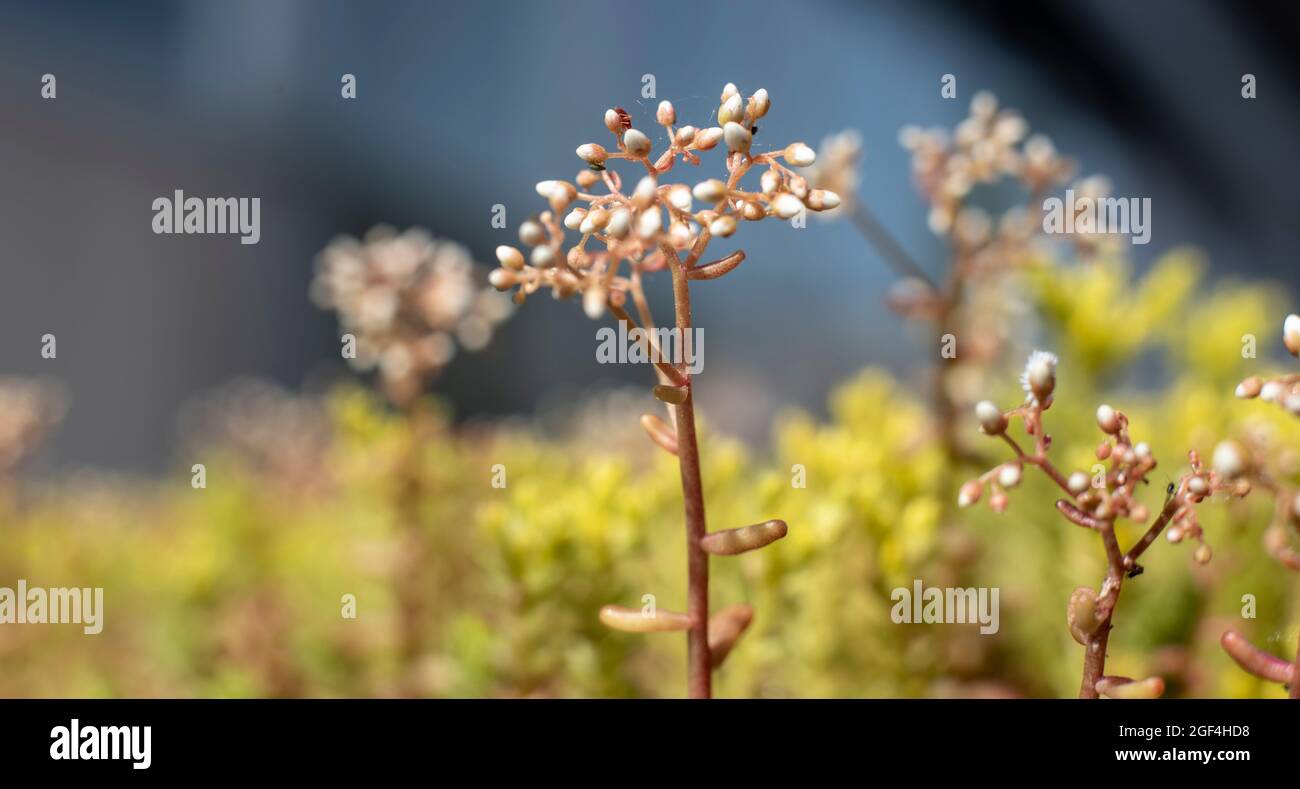 succulent plants with white buds and thick leaves growing on a rooftop ...