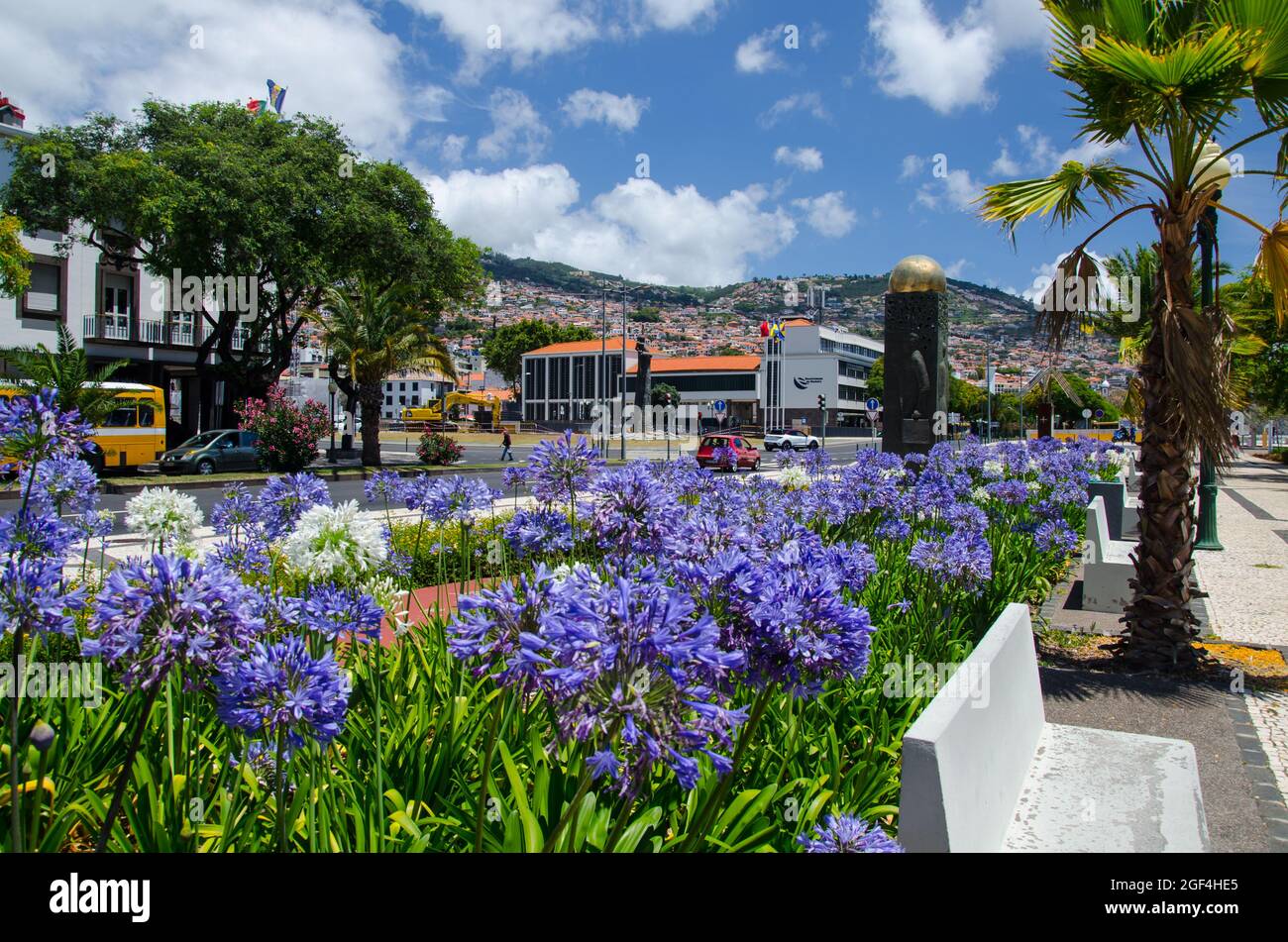 Street with beautiful blue flowers in Funchal, Madeira Stock Photo - Alamy