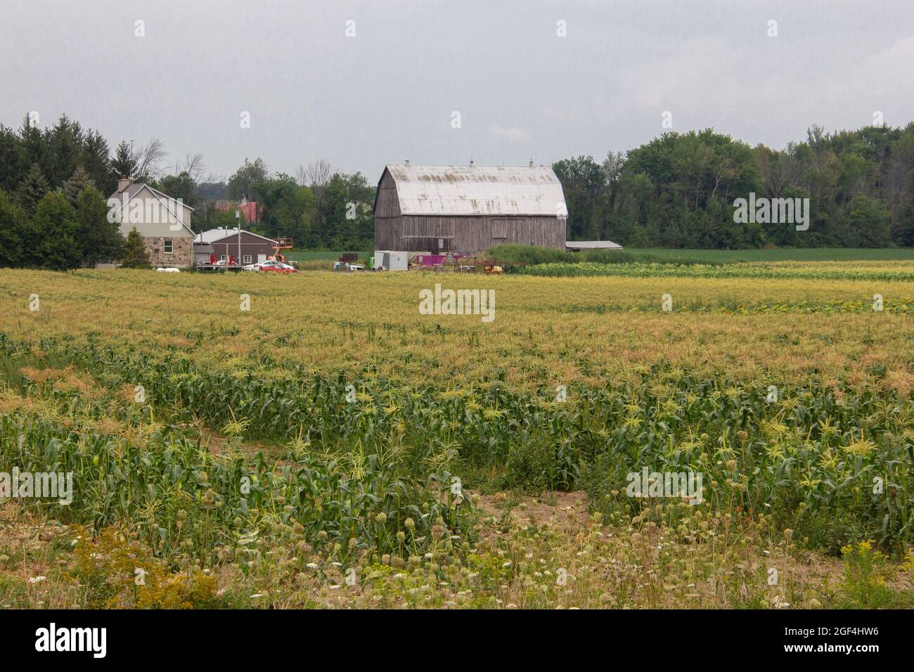 Panorama farmland barn corn hi-res stock photography and images - Alamy