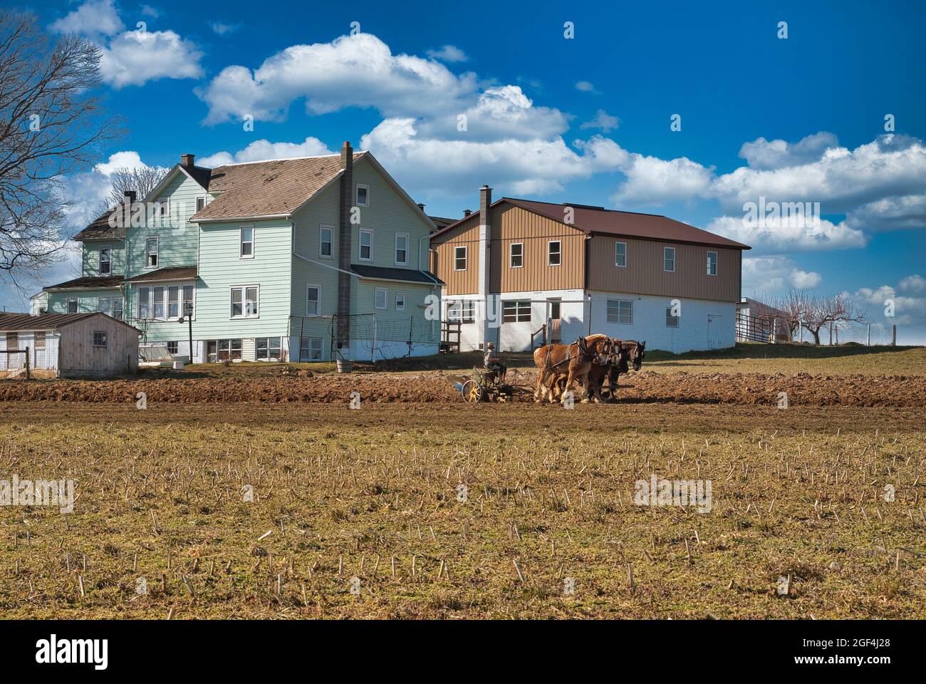 Amish Man Plowing Field With 4 Horses With Farm and Homestead in ...