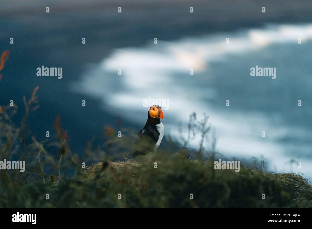 Atlantic puffin also know as common puffin is a species of seabird in ...