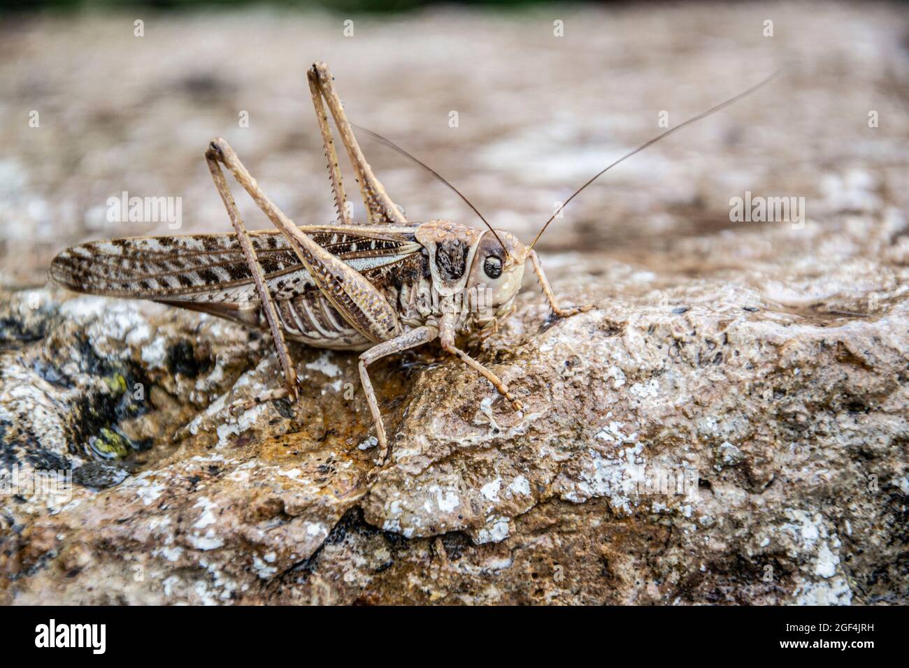 Insect encounter hi-res stock photography and images - Alamy