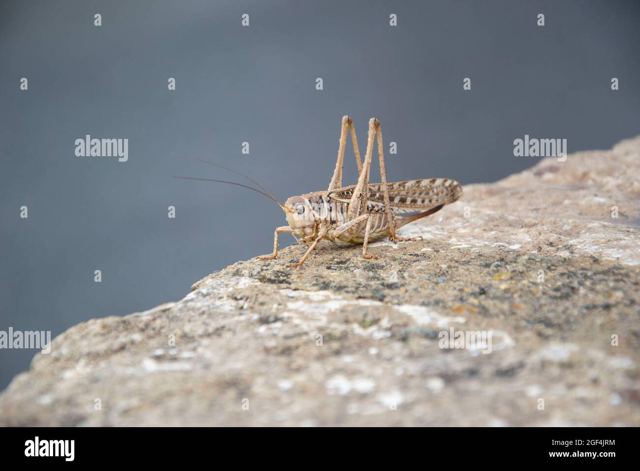 Acrididae (Acrididae), popularly known as locust, tucura, grasshopper ...