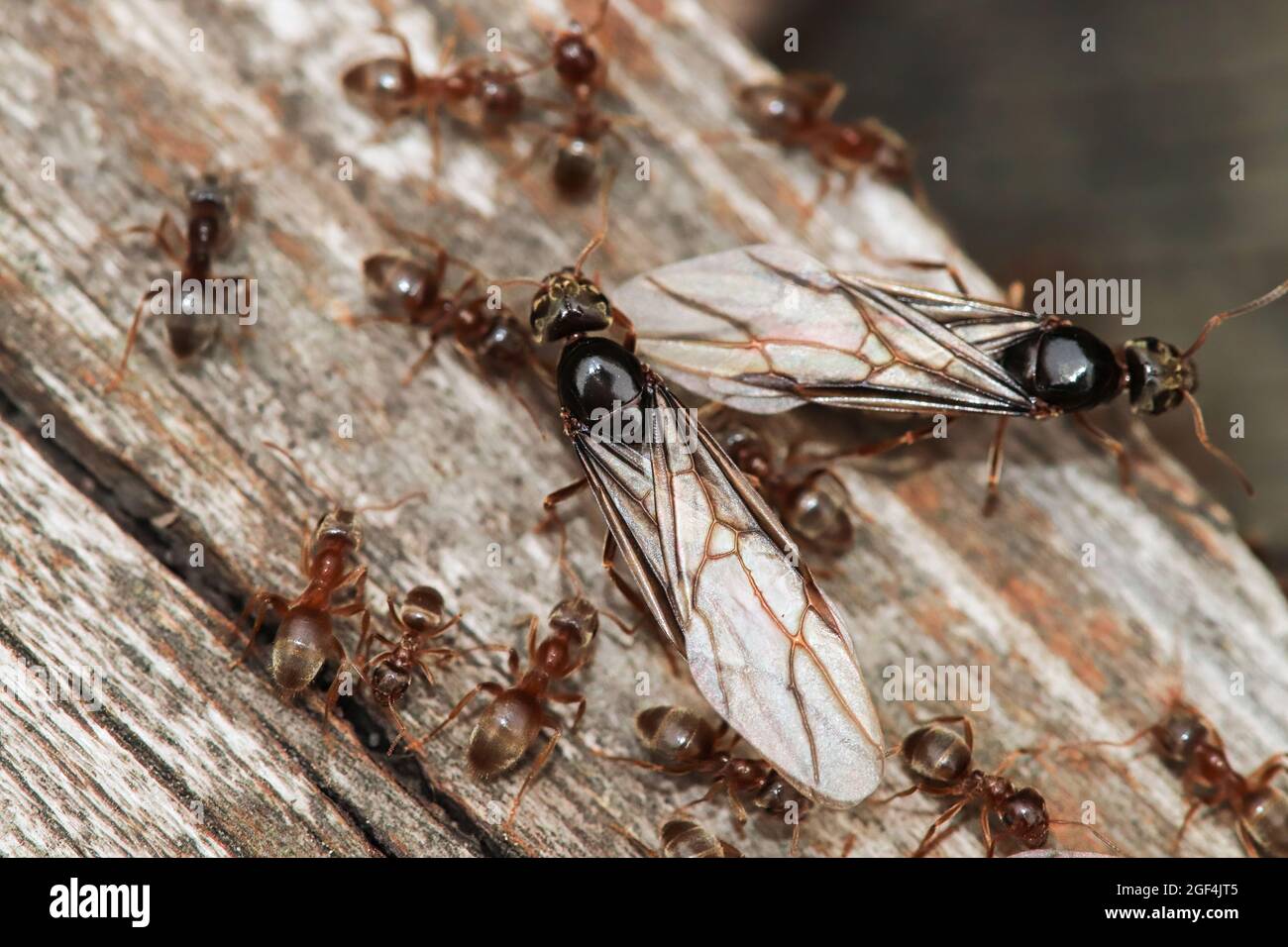 Ant mating hi-res stock photography and images - Alamy